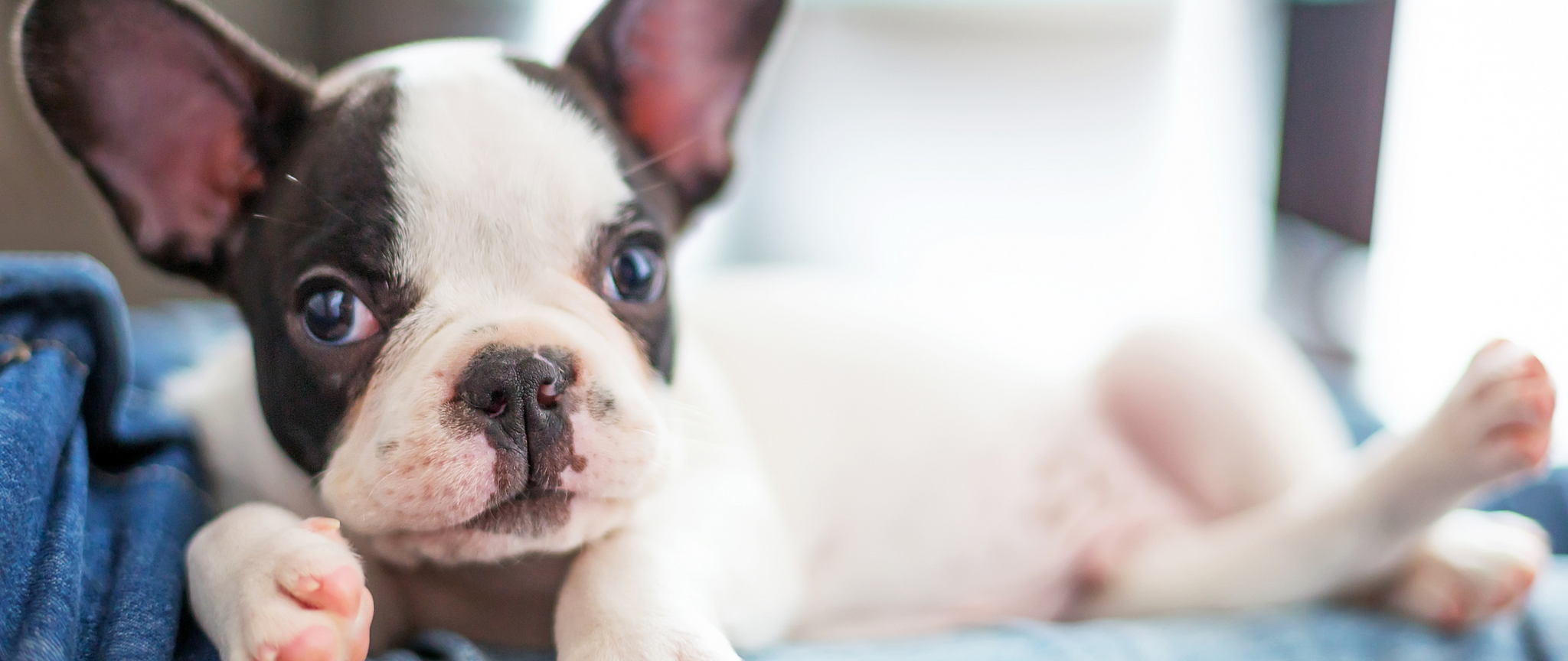PREPARING FOR YOUR NEW FRENCH BULLDOG PUPPY – Frenchie Flair